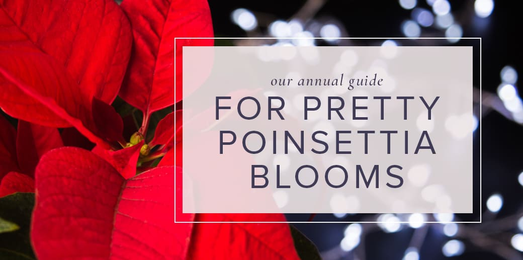 Poinsettia Care 101: Keep Your Poinsettia Thriving ‘Til Next Year ... Poinsettia Care 101: Keep Your Poinsettia Thriving ‘Til Next Year ...